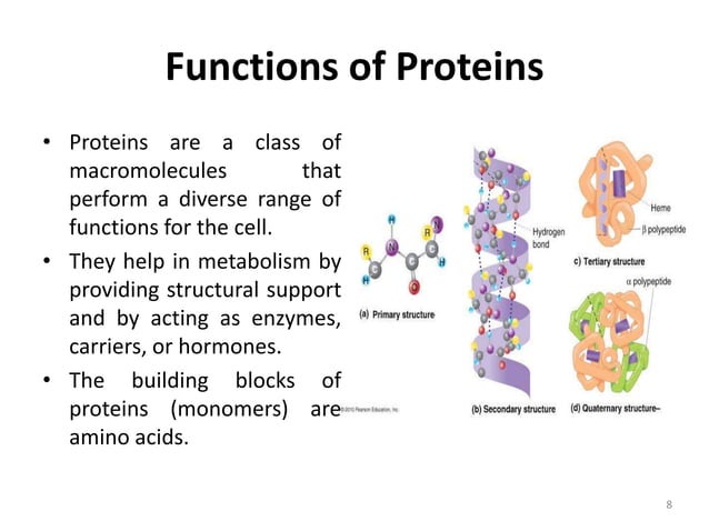 Assembly Of Macromolecular Complexes Pptx
