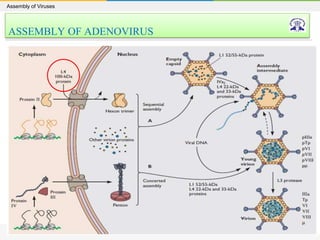 Assembly of viruses | PPTX