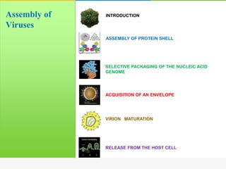 Assembly of viruses | PPTX