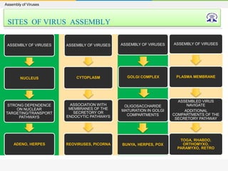 Assembly of viruses | PPTX
