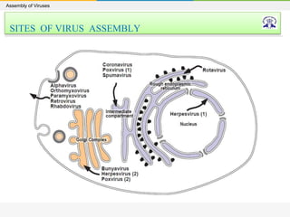 Assembly of viruses | PPTX