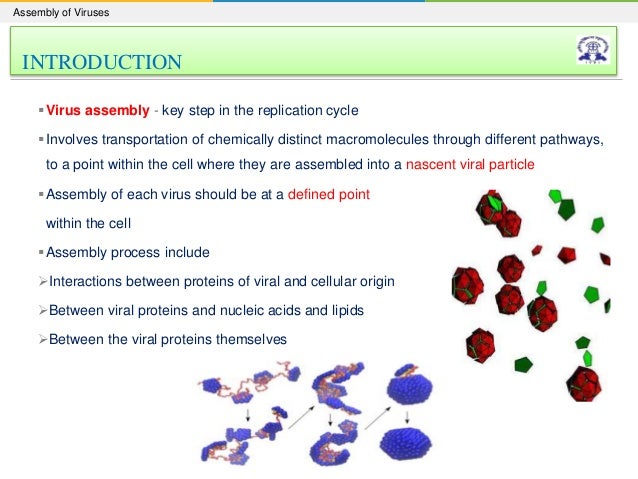 Assembly of viruses