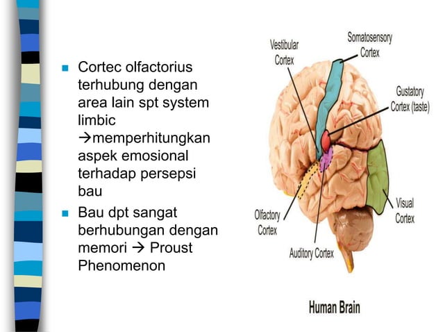 Assesment, interpretation n management of cranial nerve dysfunction | PPT