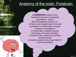 Assesment of neurological system | PPT