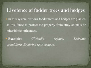 Assessing fodder production in silvipasture production | PPTX ...