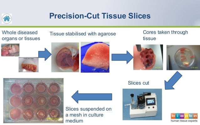 Assessing gastrointestinal toxicity using human tissues biopta