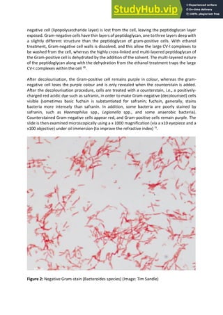 Assessing Gram-Stain Error Rates Within The Pharmaceutical Microbiology ...