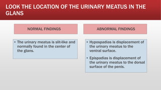 Assessing Male Genitalia and Rectum.pptx