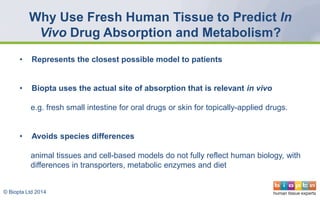 Assessing oral drug absorption and metabolism in human intestinal ...