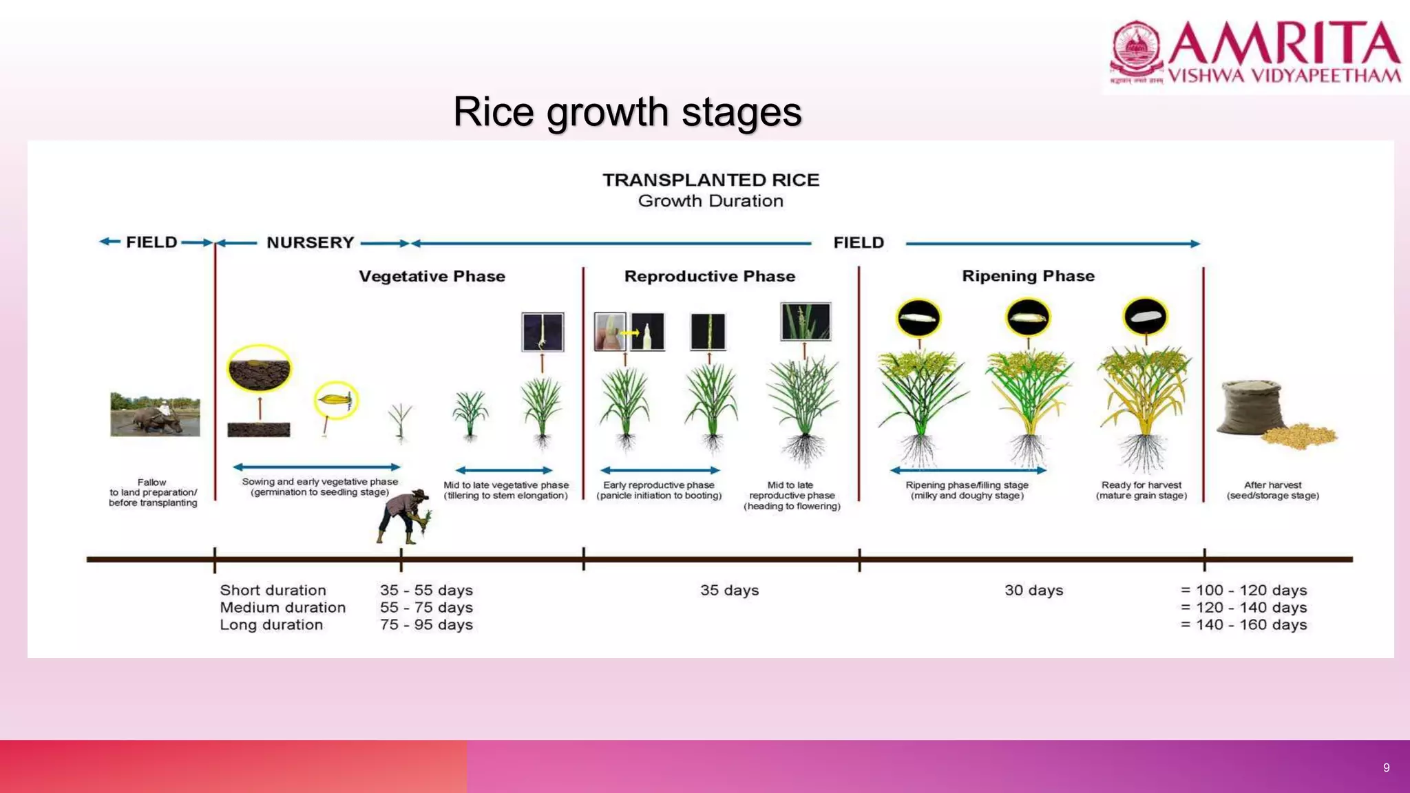 rice cultivation's sustainability | PPTX