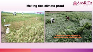 rice cultivation's sustainability | PPTX