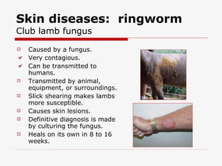 Assessing sheepgoathealth | PPT