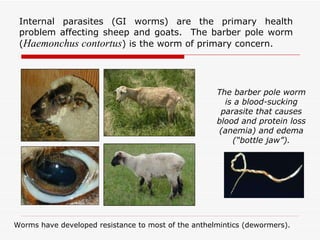 Assessing sheepgoathealth | PPT