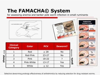 Assessing sheepgoathealth | PPT