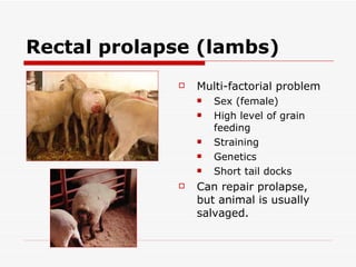 Assessing sheepgoathealth | PPT
