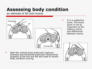 Assessing sheepgoathealth | PPT