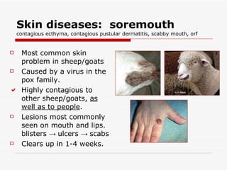 Assessing sheepgoathealth | PPT