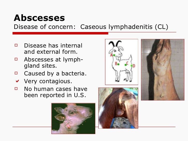 Assessing Sheepgoathealth