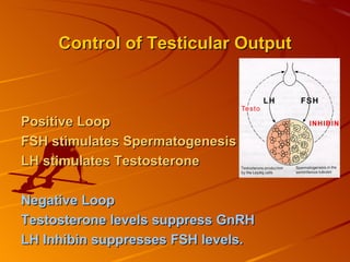 Assessing testicular output | PPT