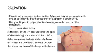 Assessing the Thorax and Lungs presentation | PPTX