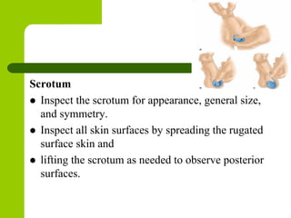 Assessment-MALE-Genitals-Rectum-1.pdf anatomy | PDF
