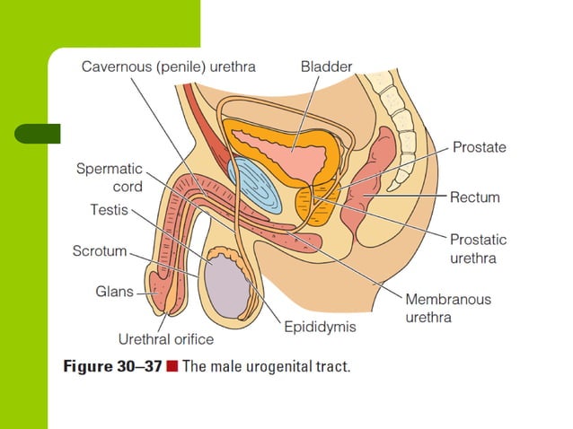 Assessment-MALE-Genitals-Rectum-1.pdf anatomy | PDF