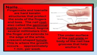 ASSESSMENT OF THE SKIN, HAIR, AND NAILS.pptx