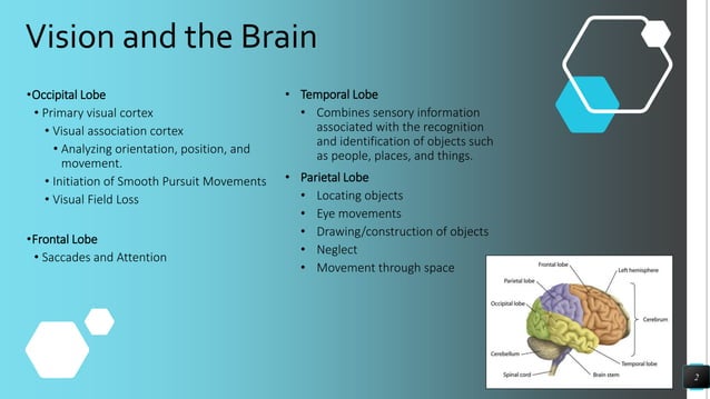 Assessment_and_Intervention_of_Visual_Perception_and_Cognition3.pdf
