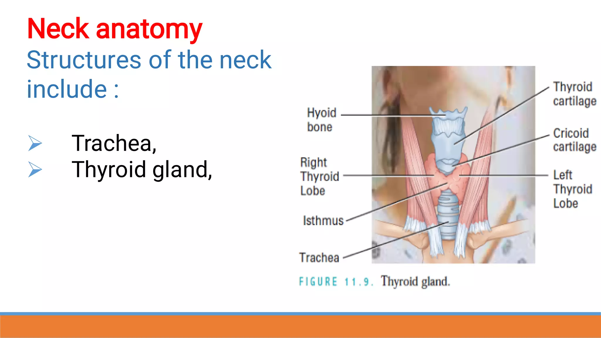 Assessment head and neck(1).pdf