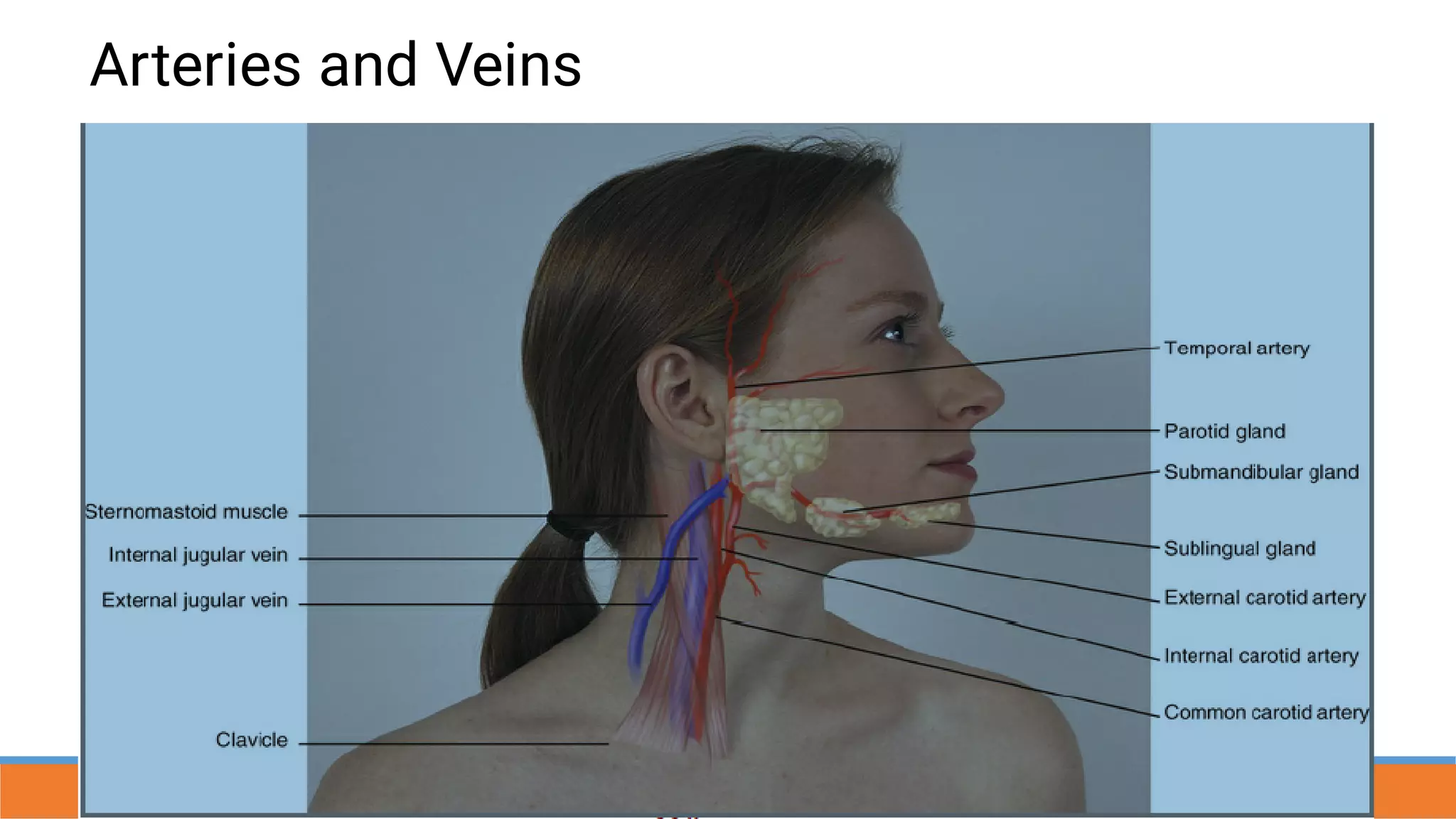 Assessment head and neck(1).pdf