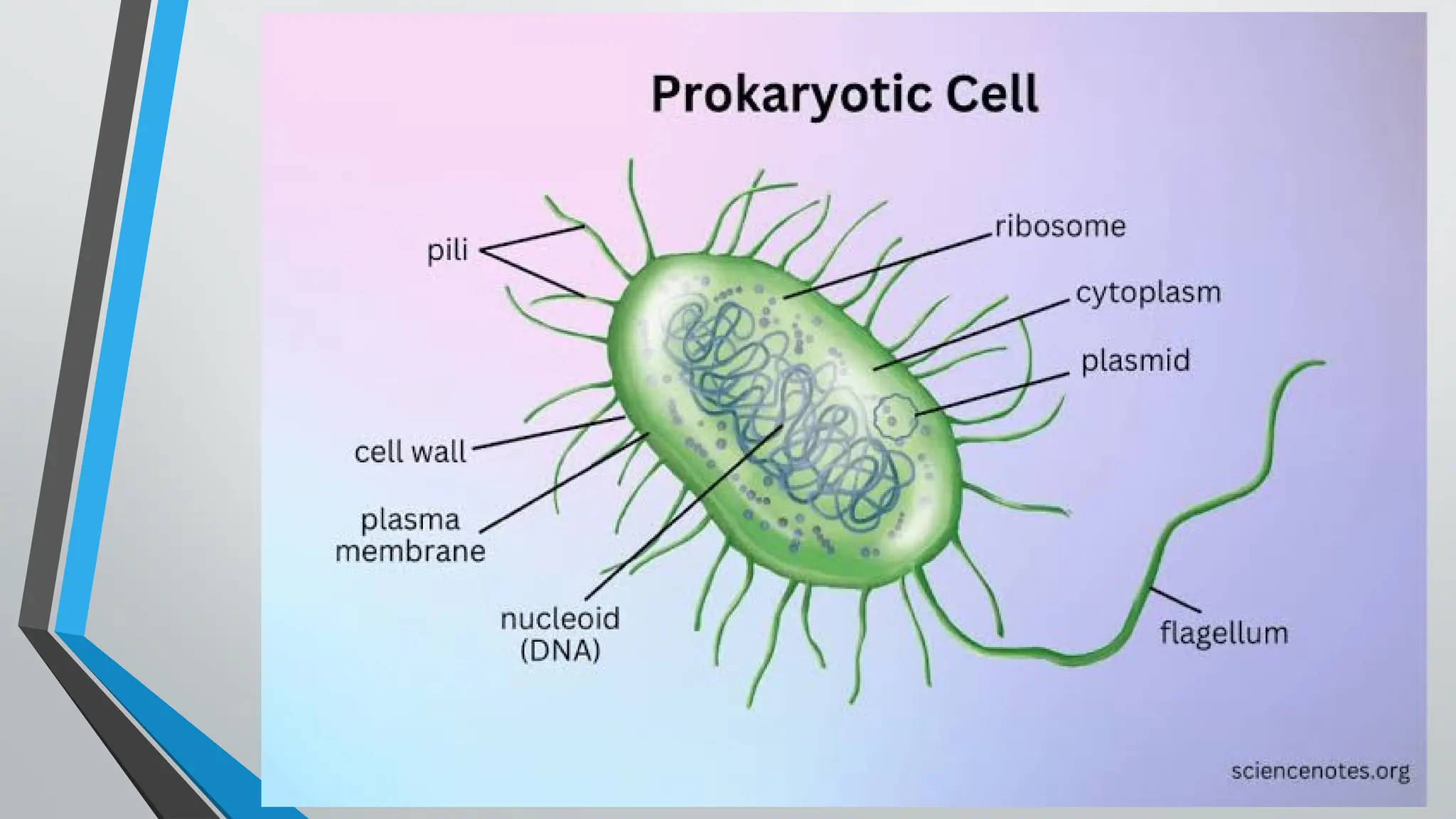 Important groups of prokaryotes : Bacteria & Archaea , it’s Subgroups ...