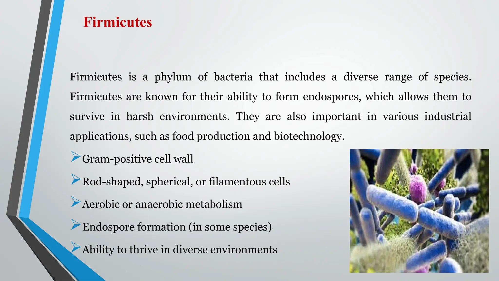 Important groups of prokaryotes : Bacteria & Archaea , it’s Subgroups ...