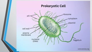 Important groups of prokaryotes : Bacteria & Archaea , it’s Subgroups ...
