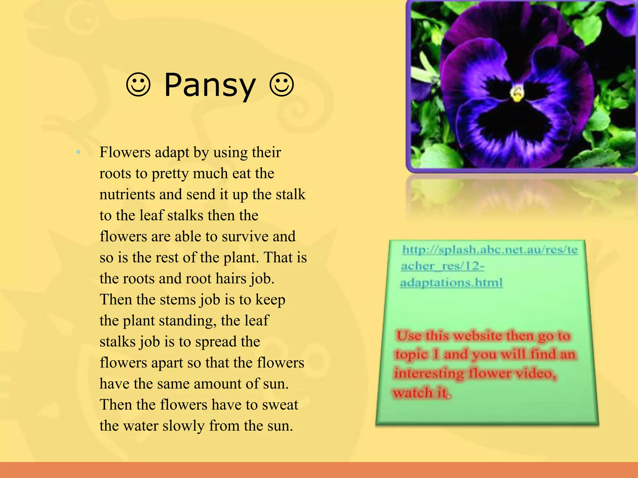Plant and Animal Adaptations | PPT