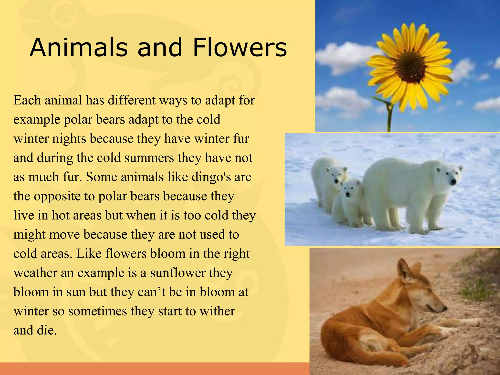 Plant and Animal Adaptations | PPT