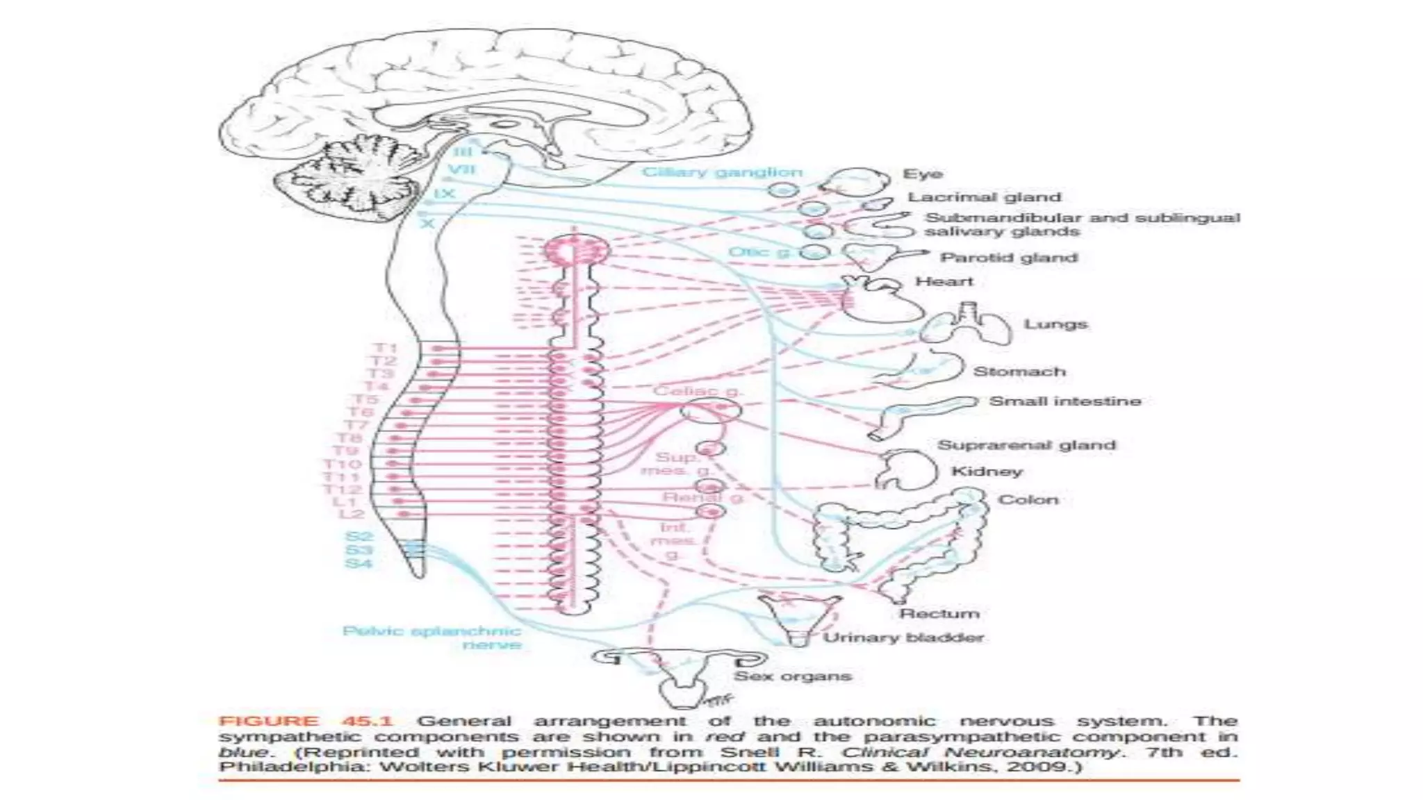 ASSESSMENT OF AUTONOMIC FUNCTION TEST.pptx