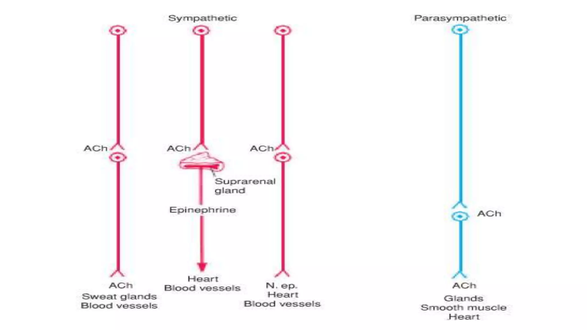 ASSESSMENT OF AUTONOMIC FUNCTION TEST.pptx