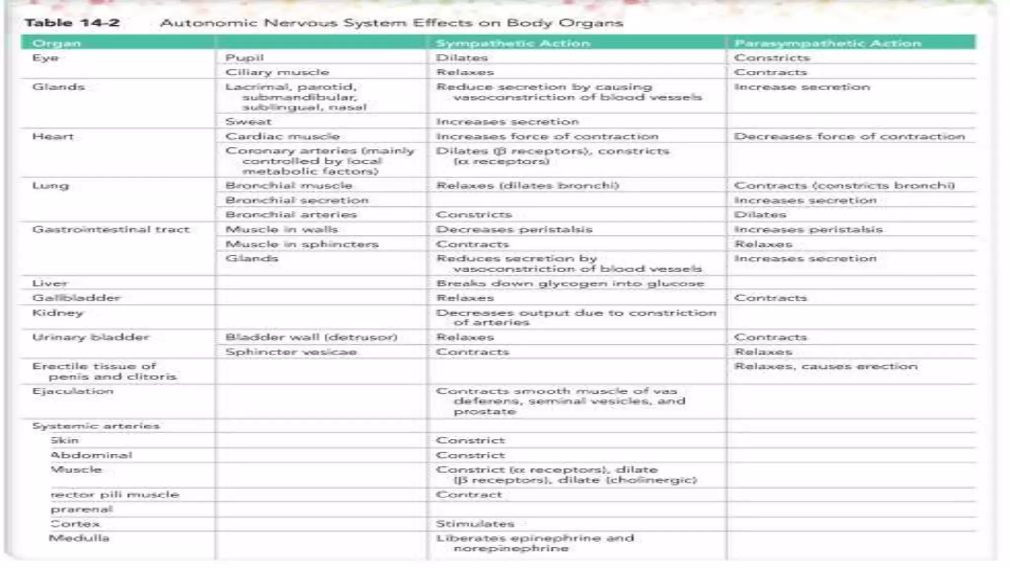 Assessment Of Autonomic Function Test Pptx