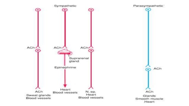 ASSESSMENT OF AUTONOMIC FUNCTION TEST.pptx | Heart and Cardiovascular ...