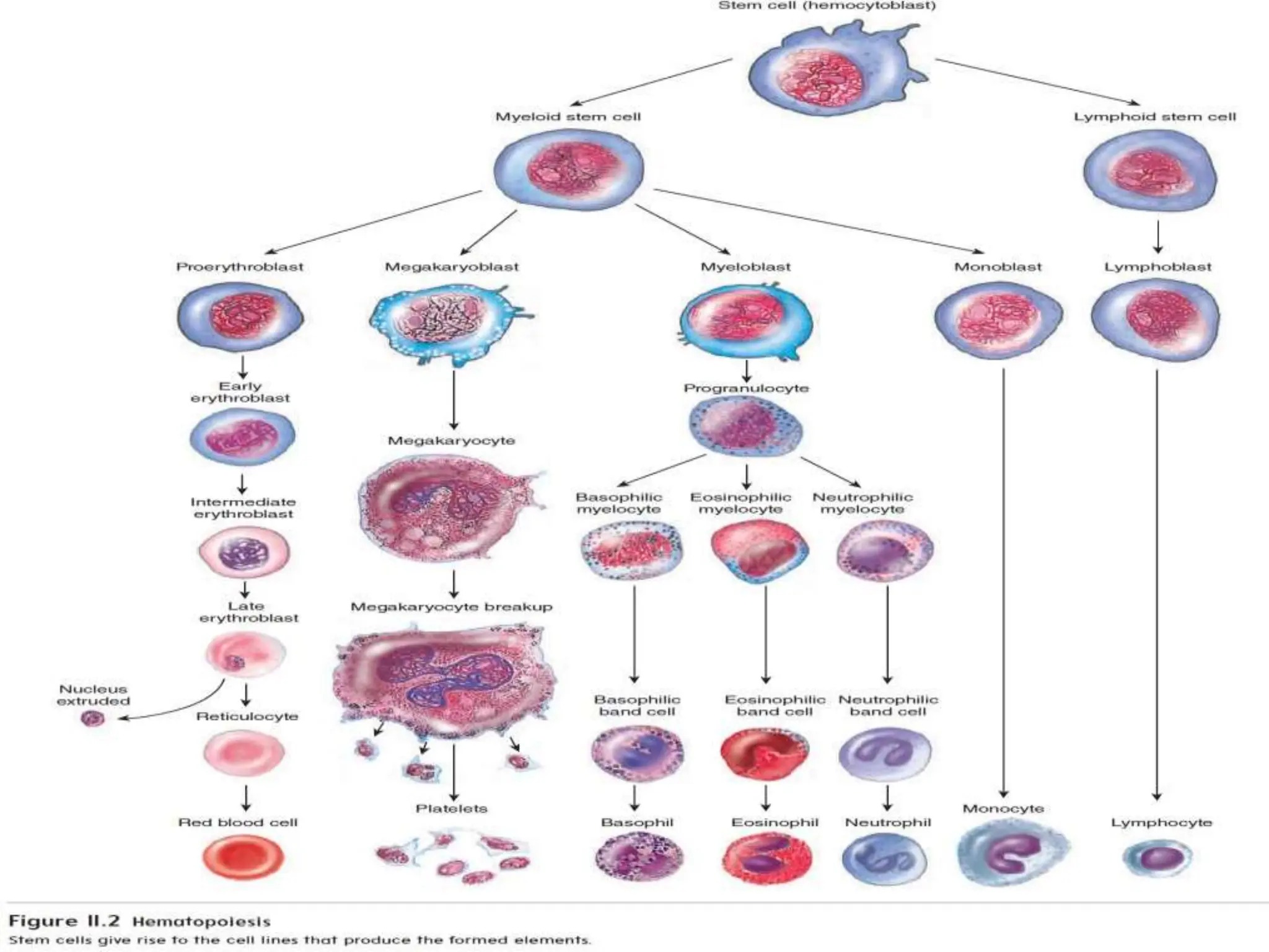 assessment of blood.pptx blood disorder s | PPTX