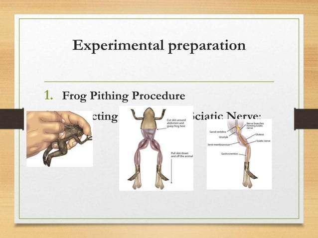 Assessment of cardiac contractility using langendorff apparatus ...
