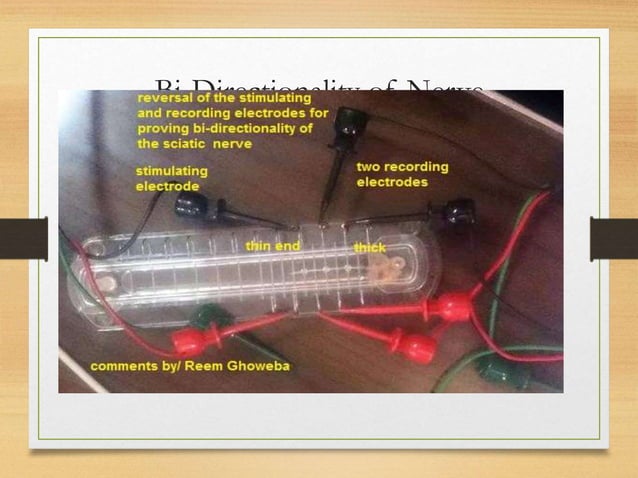 Assessment of cardiac contractility using langendorff apparatus ...