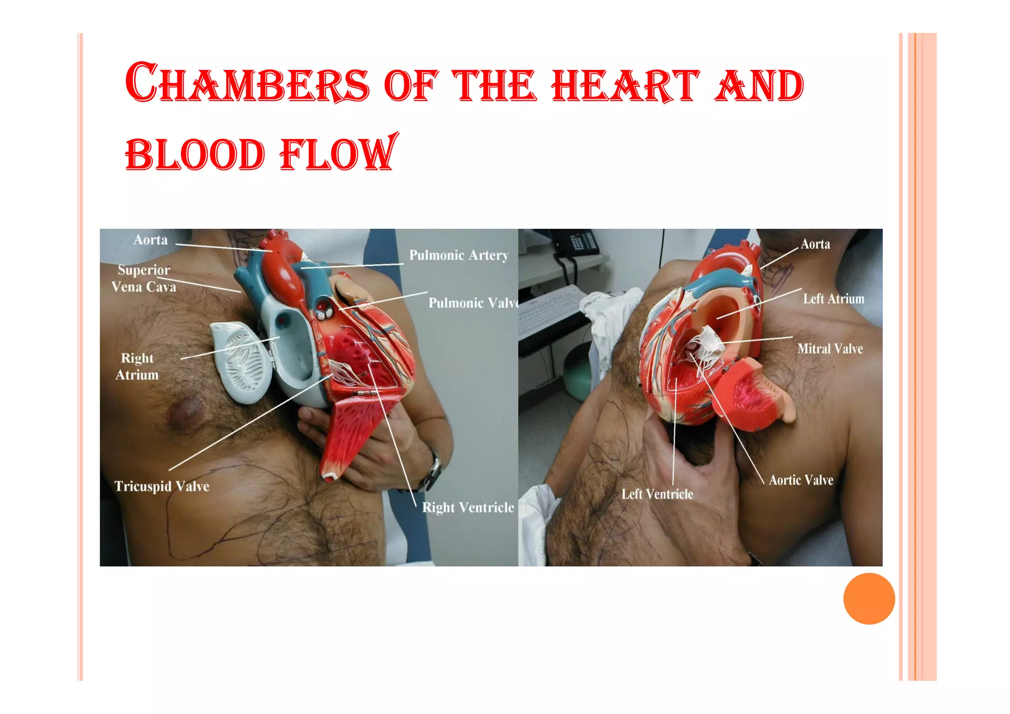 Assessment of cardiovascular system | PDF