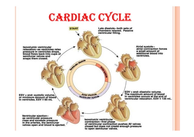 Assessment of cardiovascular system | PDF | Heart and Cardiovascular ...