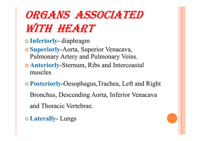 Assessment of cardiovascular system | PDF | Heart and Cardiovascular ...