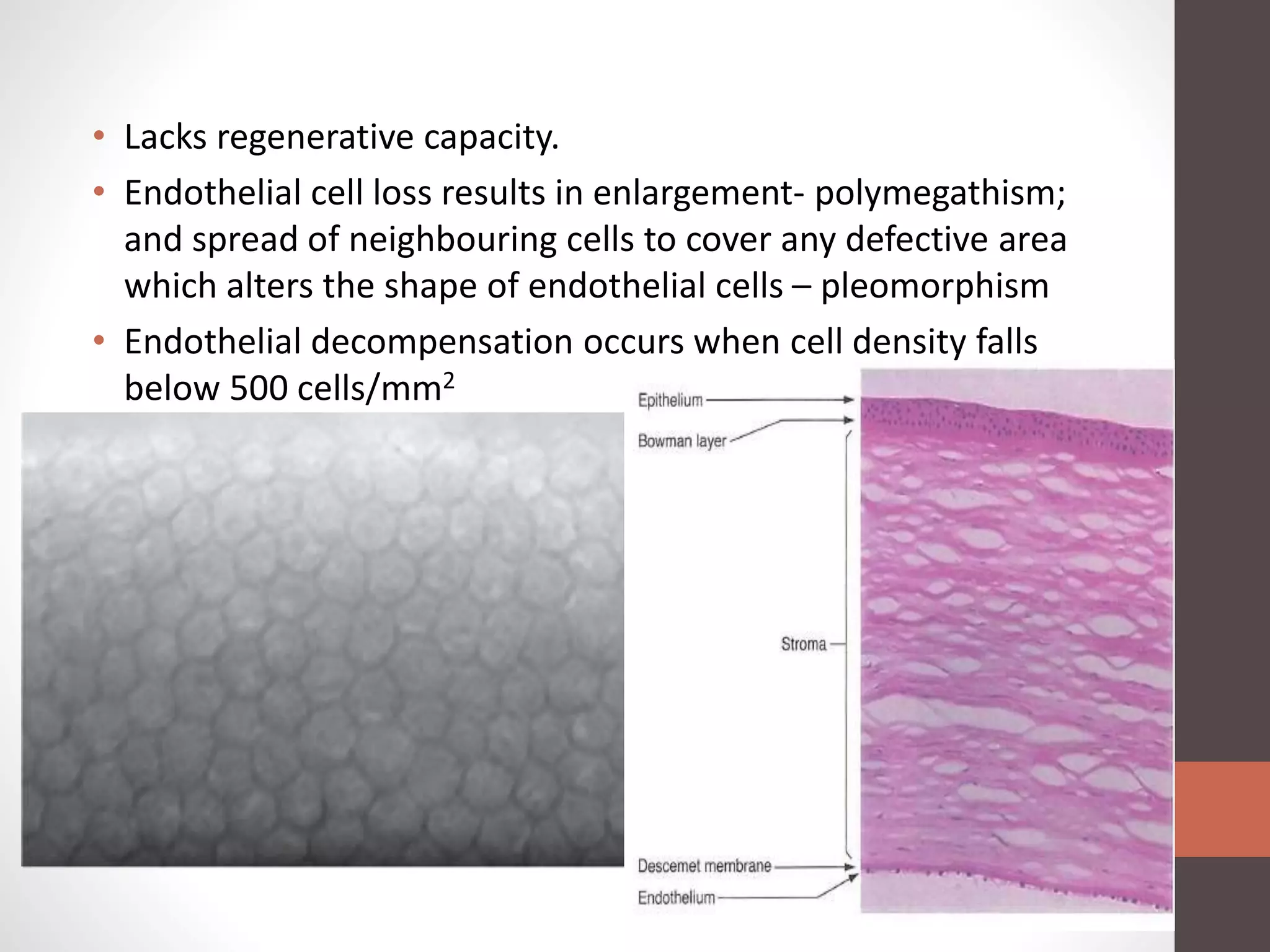 Assessment of corneal endothelium | PPTX
