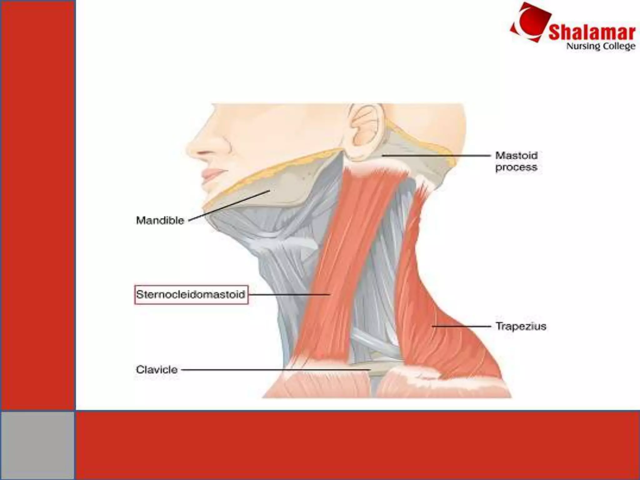 Assessment of head & neck | PPTX