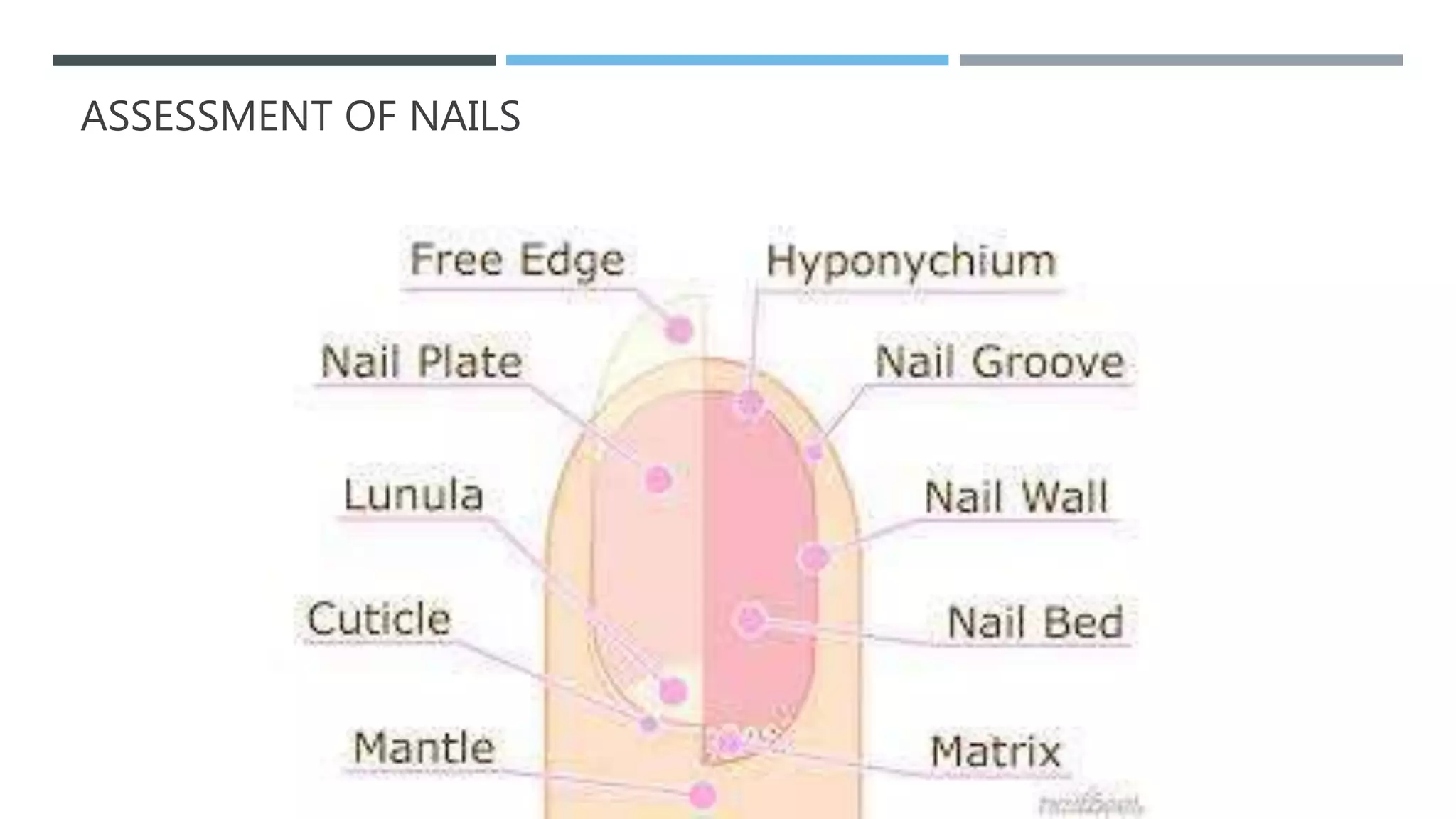 Clinical Assessment of integumentary system | PPT