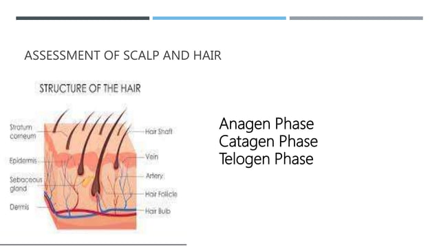 Clinical Assessment of integumentary system | PPT