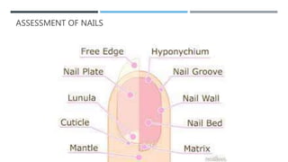 Clinical Assessment of integumentary system | PPTX